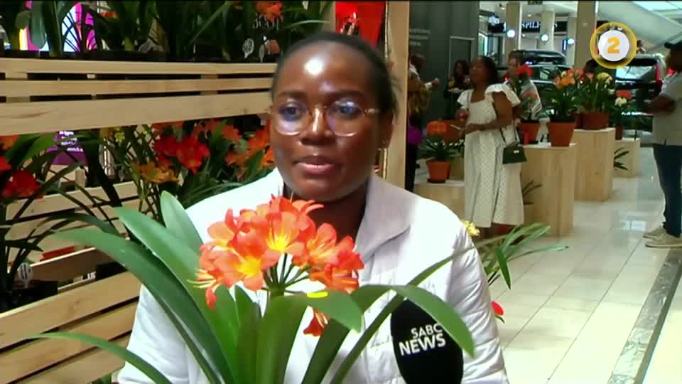 SABC+ Catch Up - SABC 2 - The Late Edition